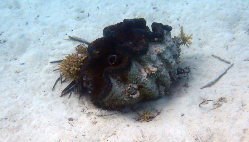 July 7 to July 14 – Aitutaki, Cook Islands – A Yank Among the Kiwis