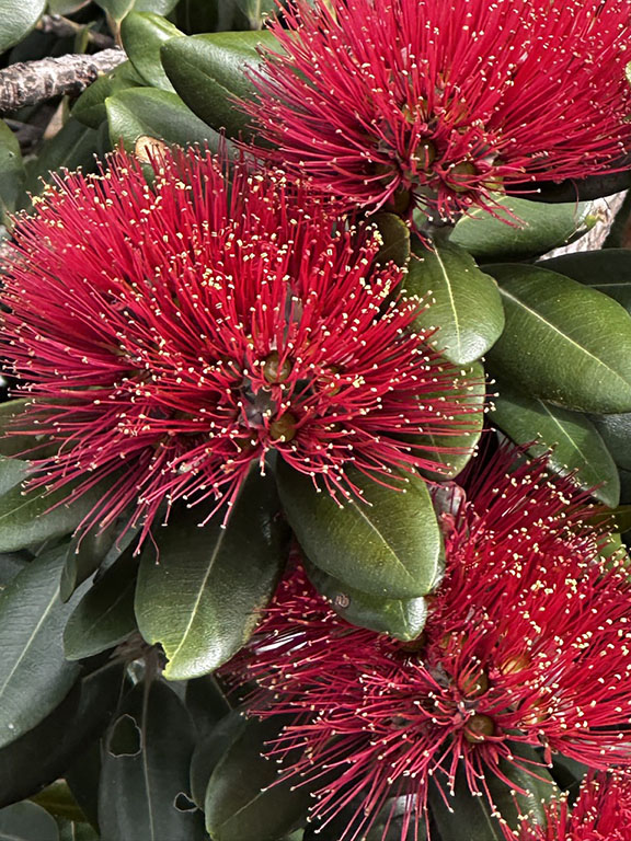 December – Pohutukawa – The New Zealand Christmas Tree – A Yank Among the Kiwis