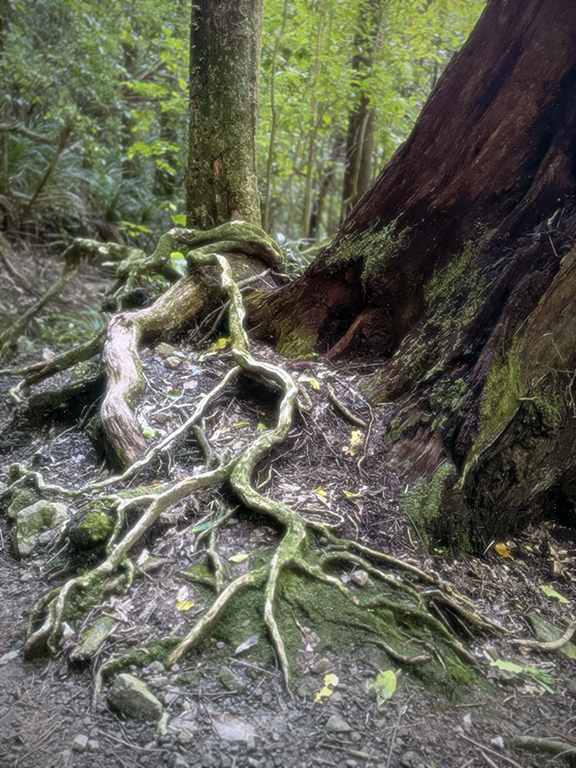 May 15 – Preservation of the Bush – A Yank Among the Kiwis